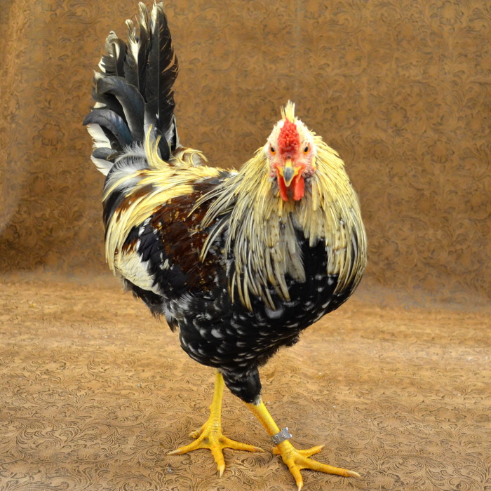 Icelandic Chicken - Breed Profile - Backyard Poultry